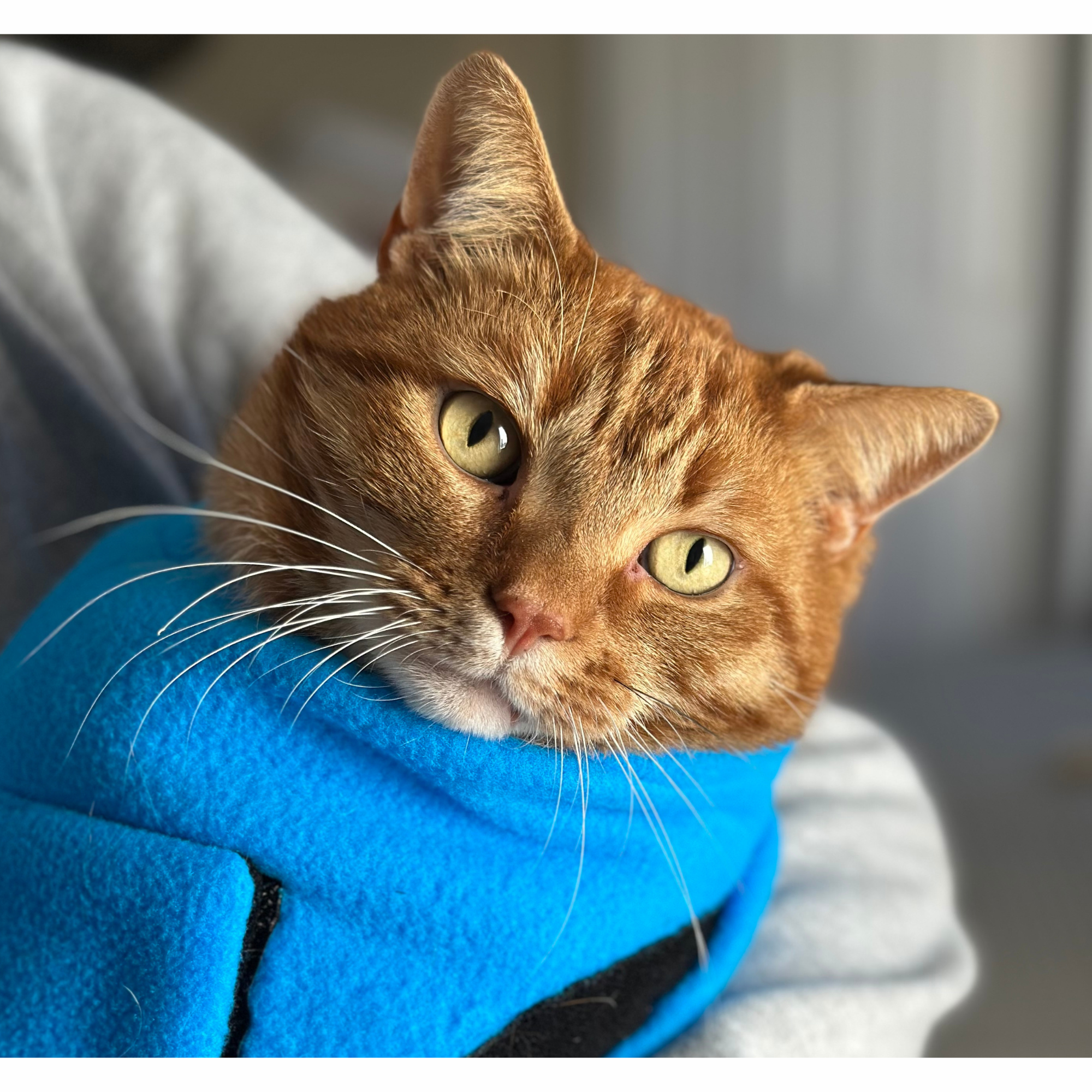 Instructions – Calm & Cozy Cat Wrap